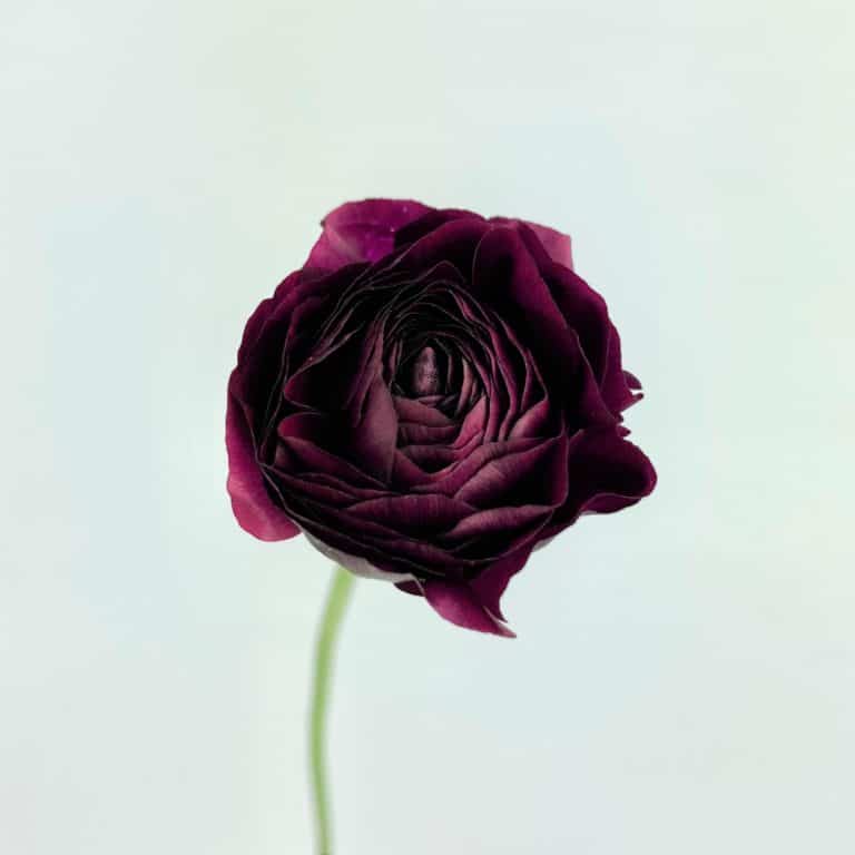Ranunculus - Burgundy - Wholesale Bulk Flowers - Cascade Floral