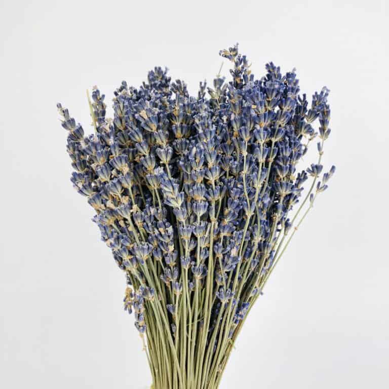 Dried Lavender - Wholesale Bulk Flowers - Cascade Floral