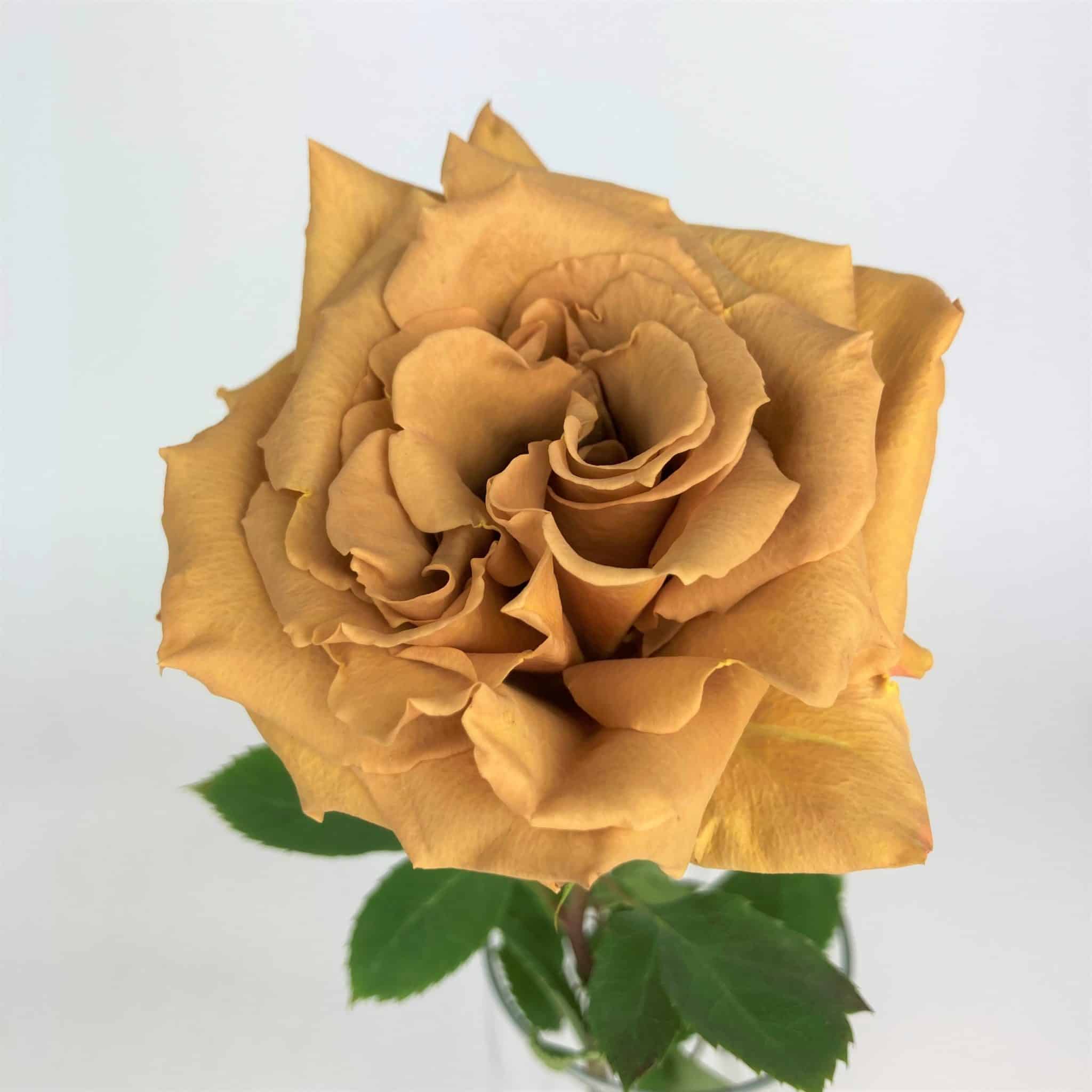 Toffee Rose Wholesale - Bulk Flower Delivery