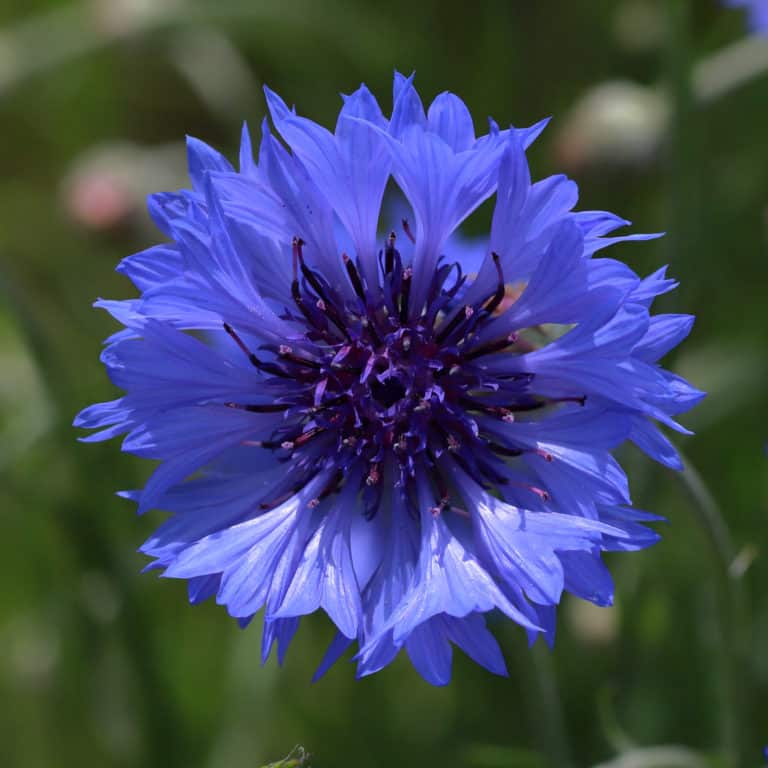 Beautiful Blue Flowers of Summer - Cascade Floral Wholesale