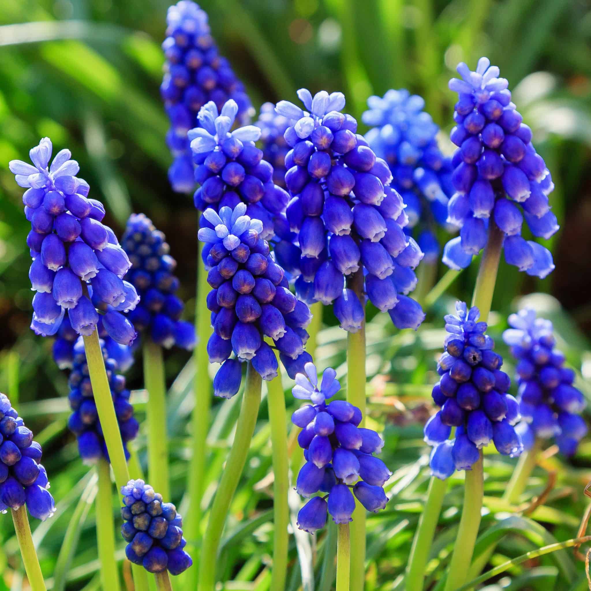 Beautiful Blue Flowers of Summer - Cascade Floral Wholesale