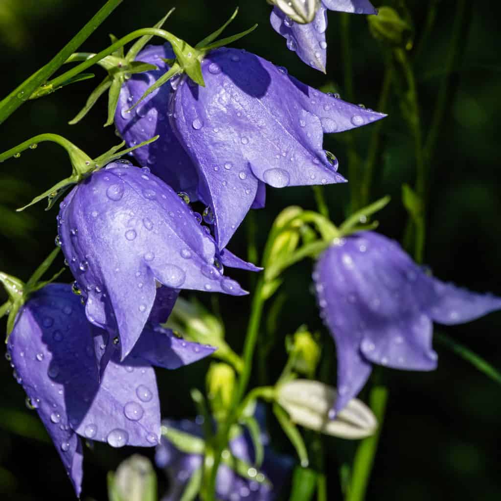Beautiful Blue Flowers of Summer - Cascade Floral Wholesale