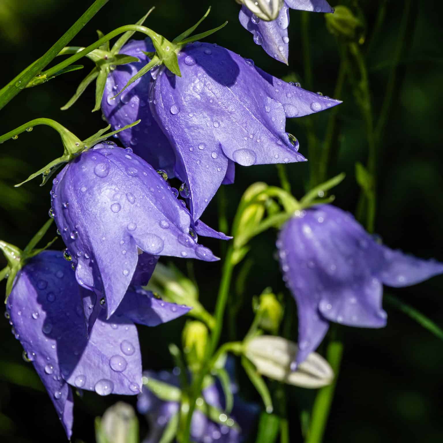 Beautiful Blue Flowers of Summer - Cascade Floral Wholesale