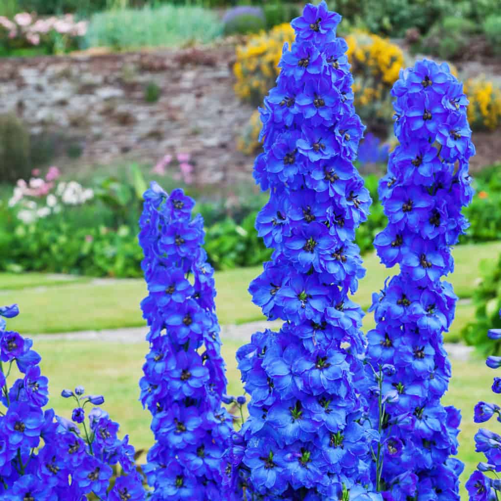 Beautiful Blue Flowers of Summer - Cascade Floral Wholesale