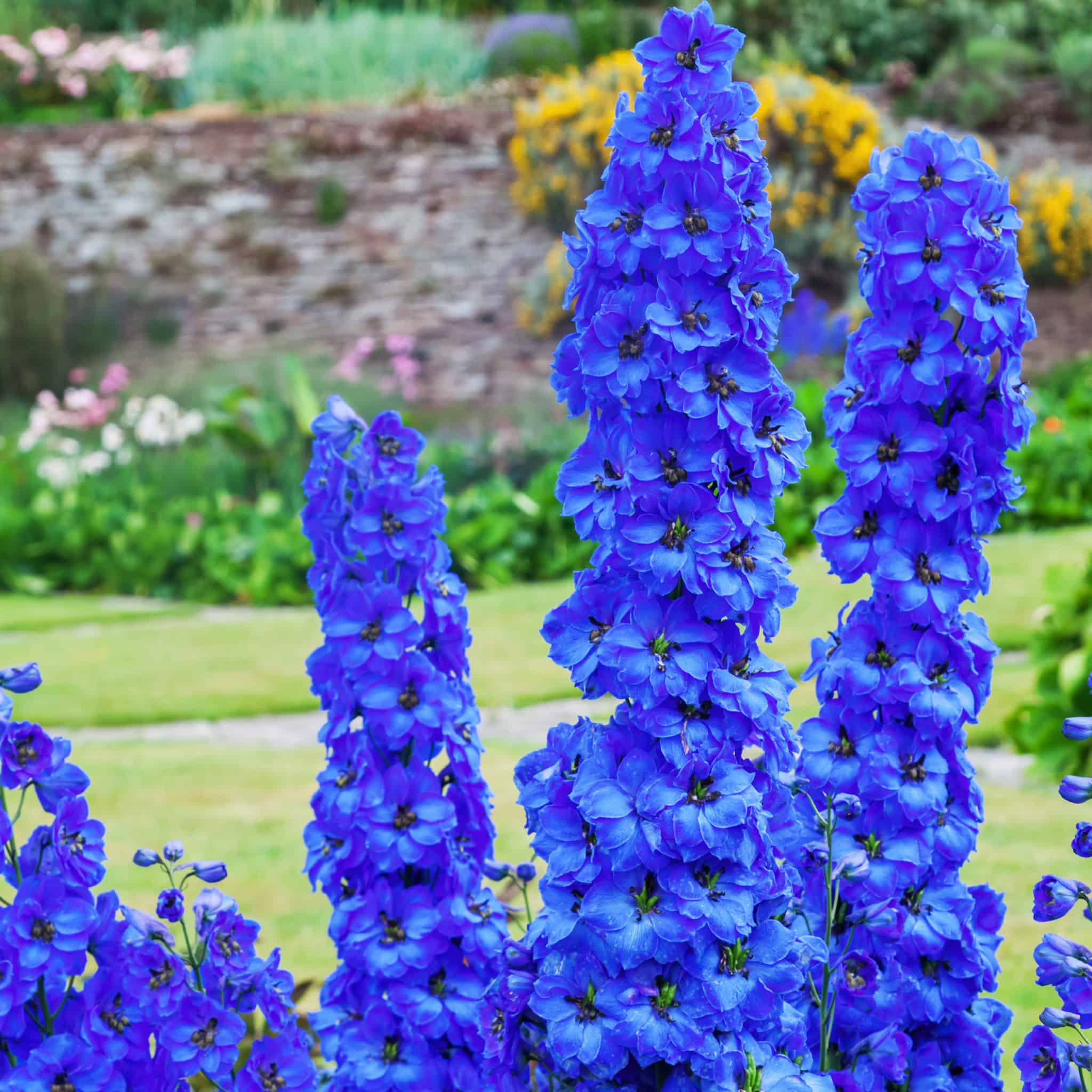 Beautiful Blue Flowers of Summer - Cascade Floral Wholesale