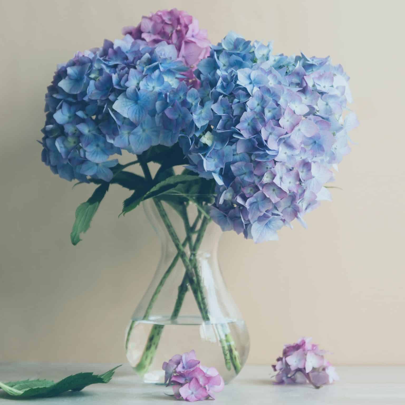Tips for Creating Flower Arrangements with Hydrangeas - Cascade Floral ...