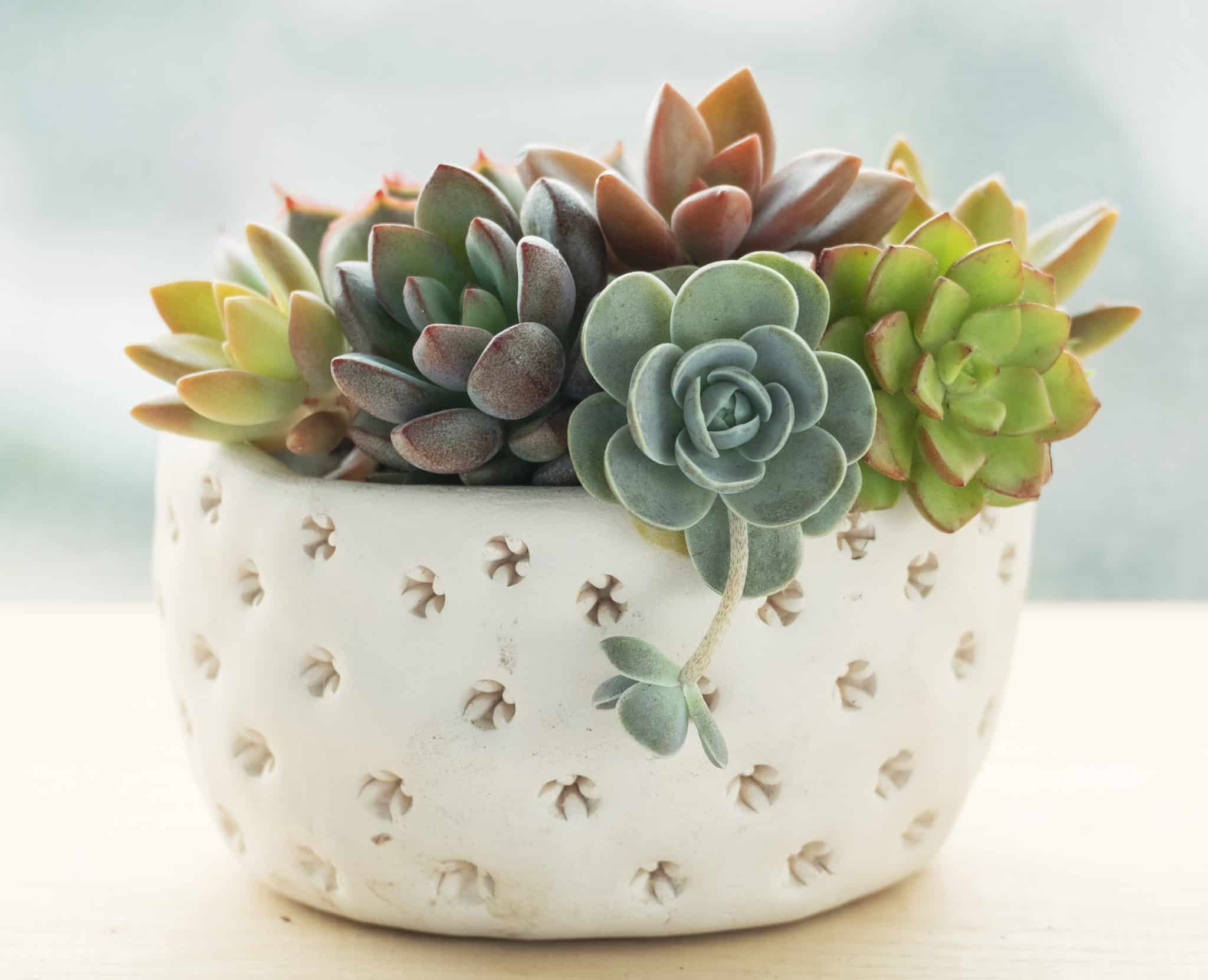 How to Decorate Your Home with Succulents - Cascade Floral Wholesale