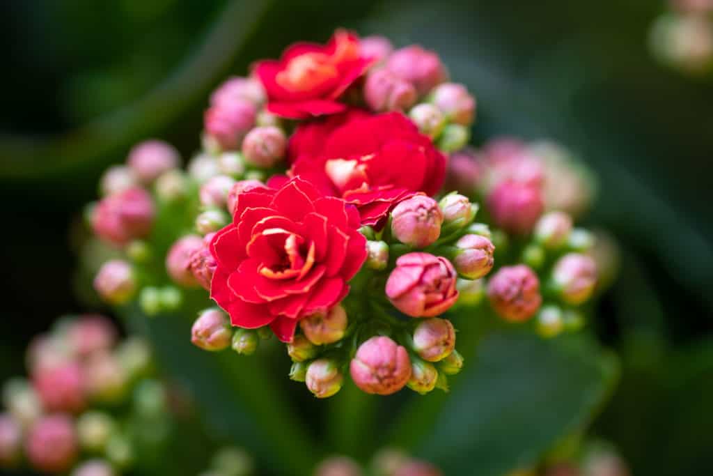 All About the Kalanchoe - Cascade Floral Wholesale