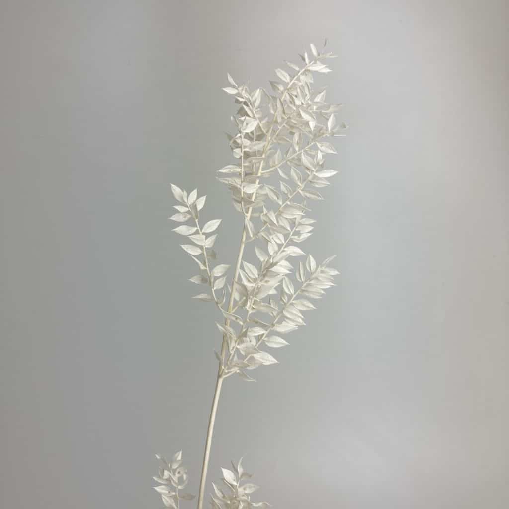 Dried Italian Ruscus White - Wholesale Bulk Flowers - Cascade Floral