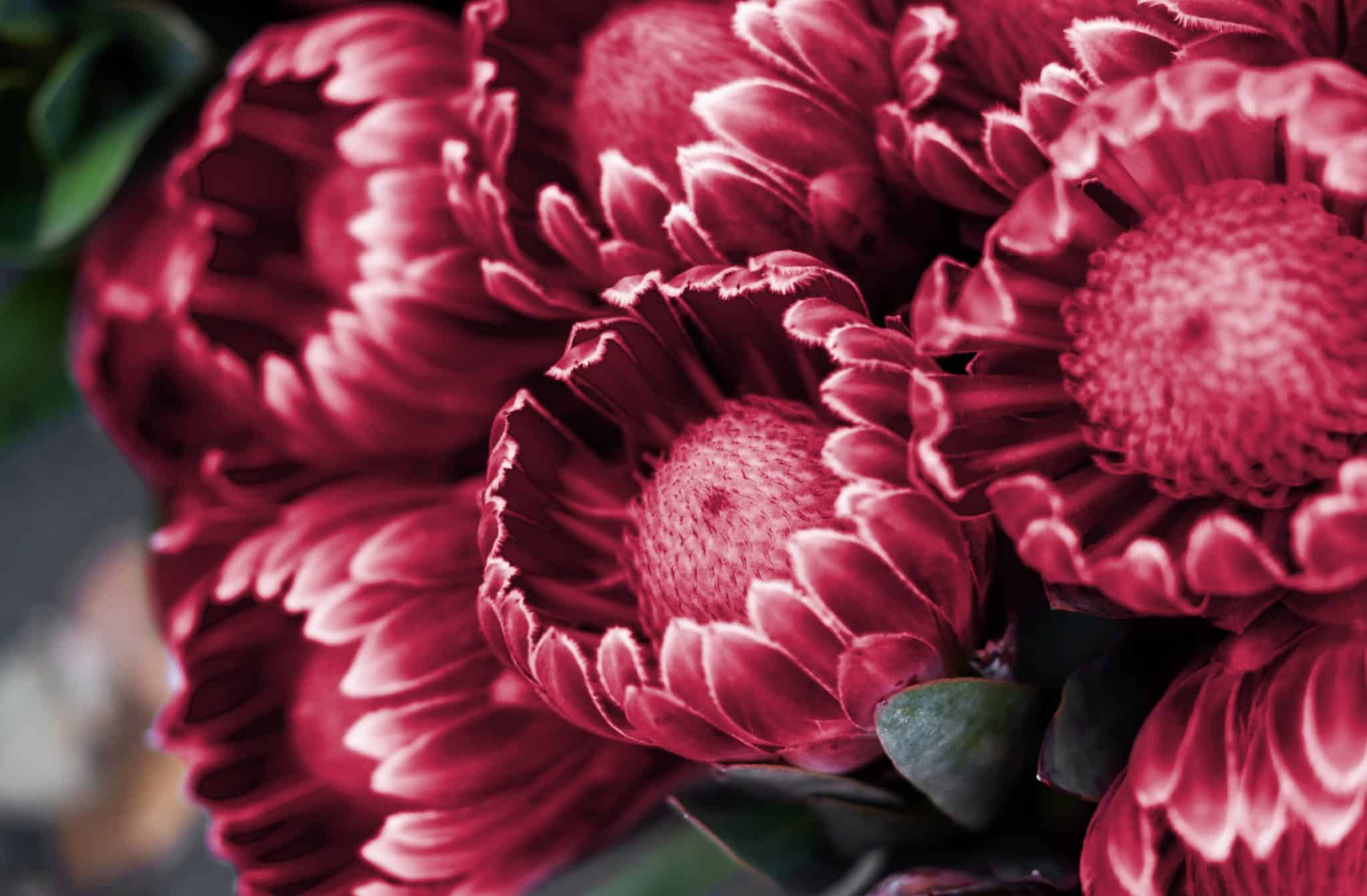 Exploring Viva Magenta Flowers and Pantone’s 2023 Color of the Year ...