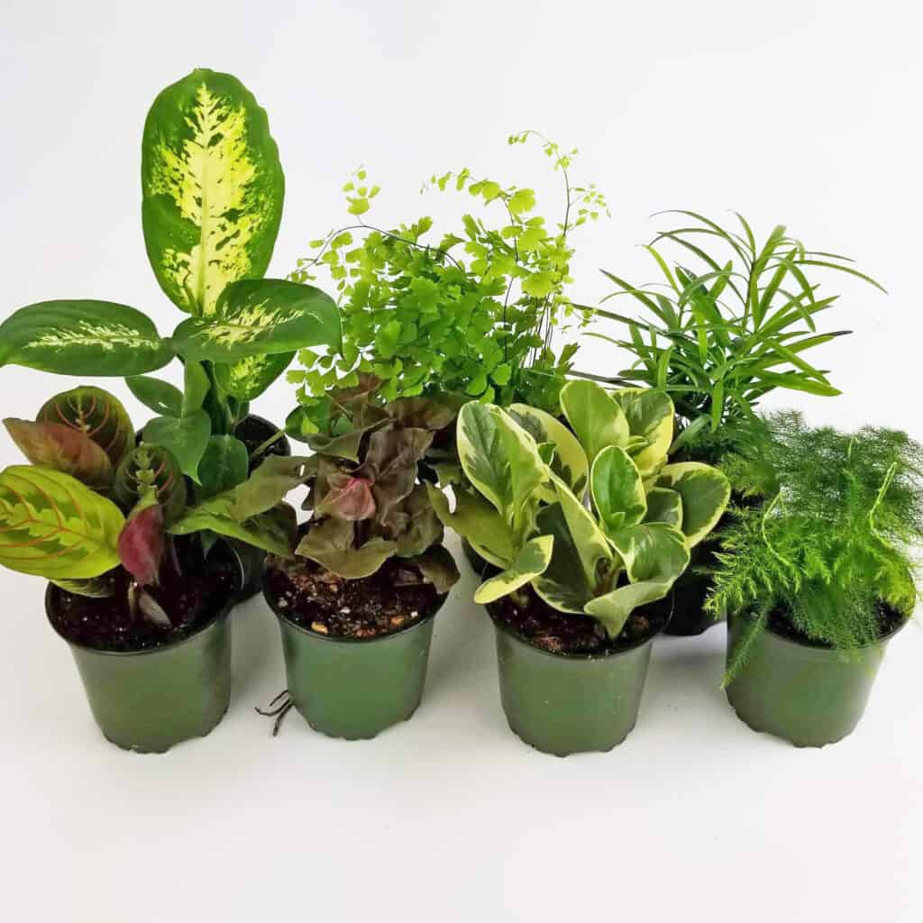 ASSORTED TROPICAL GREEN PLANTS- 4" - Wholesale Bulk Flowers - Cascade ...
