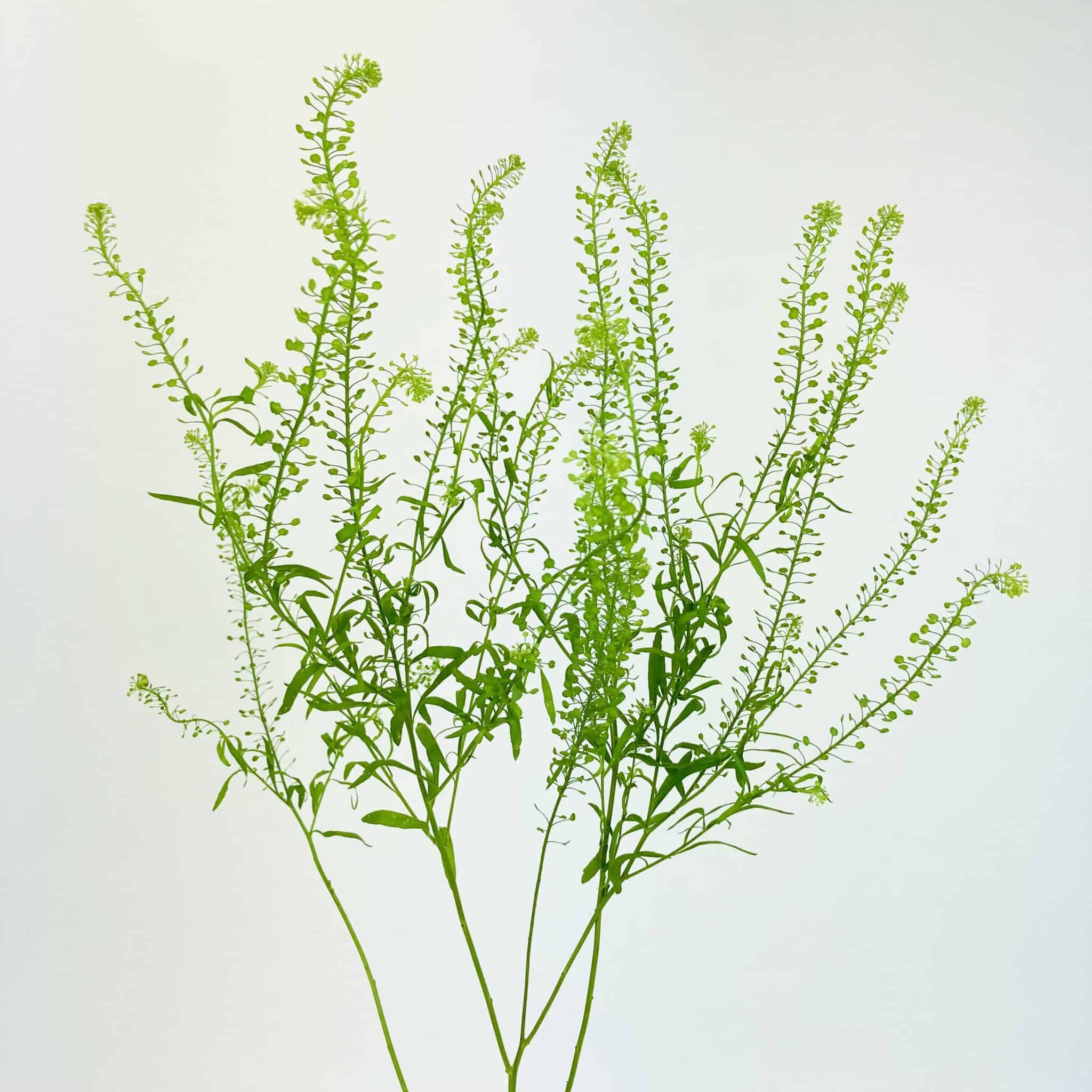 Lepidium - Green Dragon - Wholesale Bulk Flowers - Cascade Floral