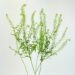 Lepidium - Green Dragon - Wholesale Bulk Flowers - Cascade Floral