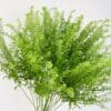 Lepidium - Green Dragon - Wholesale Bulk Flowers - Cascade Floral