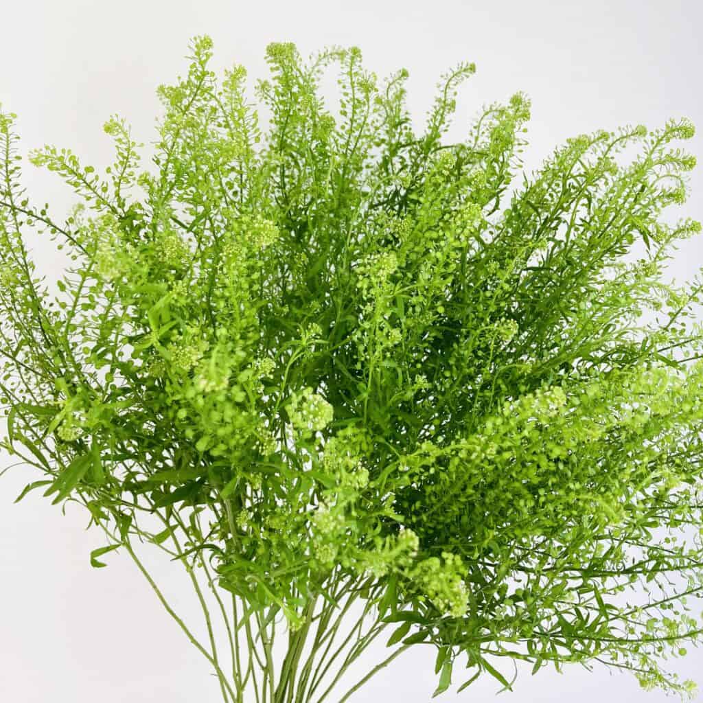 Lepidium - Green Dragon - Wholesale Bulk Flowers - Cascade Floral