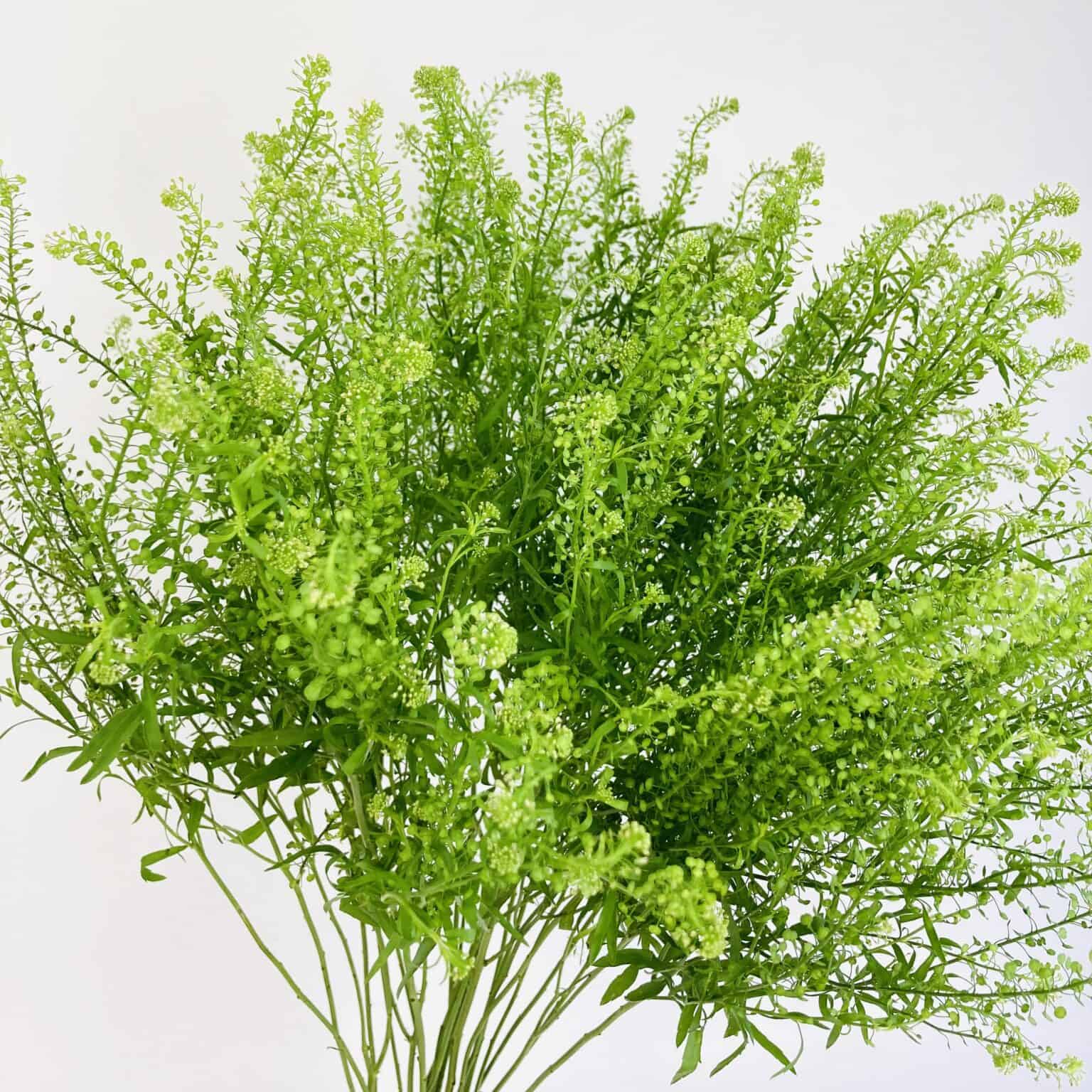 Lepidium - Green Dragon - Wholesale Bulk Flowers - Cascade Floral
