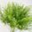 Lepidium - Green Dragon - Wholesale Bulk Flowers - Cascade Floral