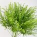 Lepidium - Green Dragon - Wholesale Bulk Flowers - Cascade Floral