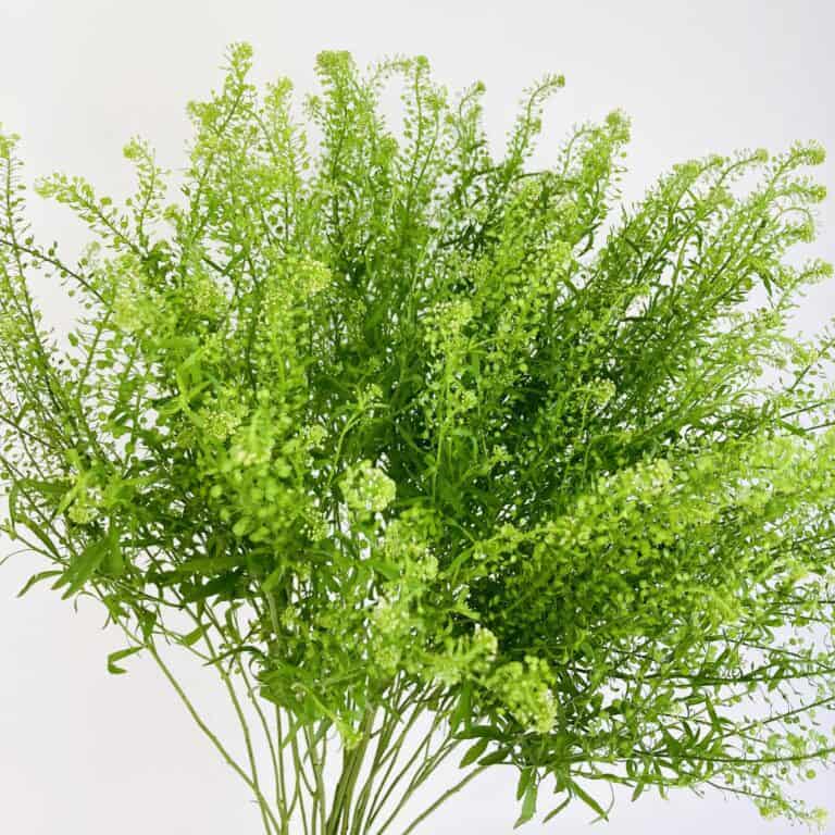 Lepidium - Green Dragon - Wholesale Bulk Flowers - Cascade Floral