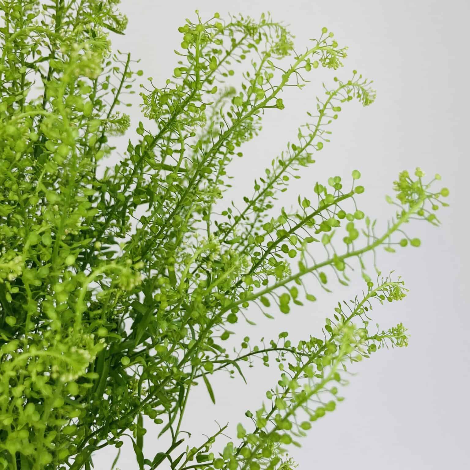 Lepidium - Green Dragon - Wholesale Bulk Flowers - Cascade Floral