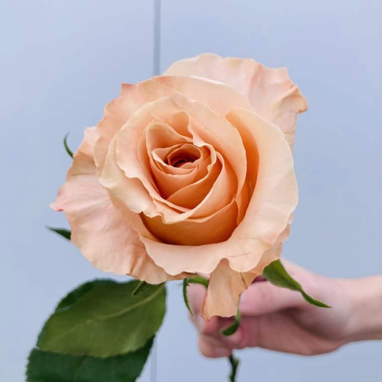 Shop Bulk Summer Flowers - Wholesale Flowers by Cascade Floral