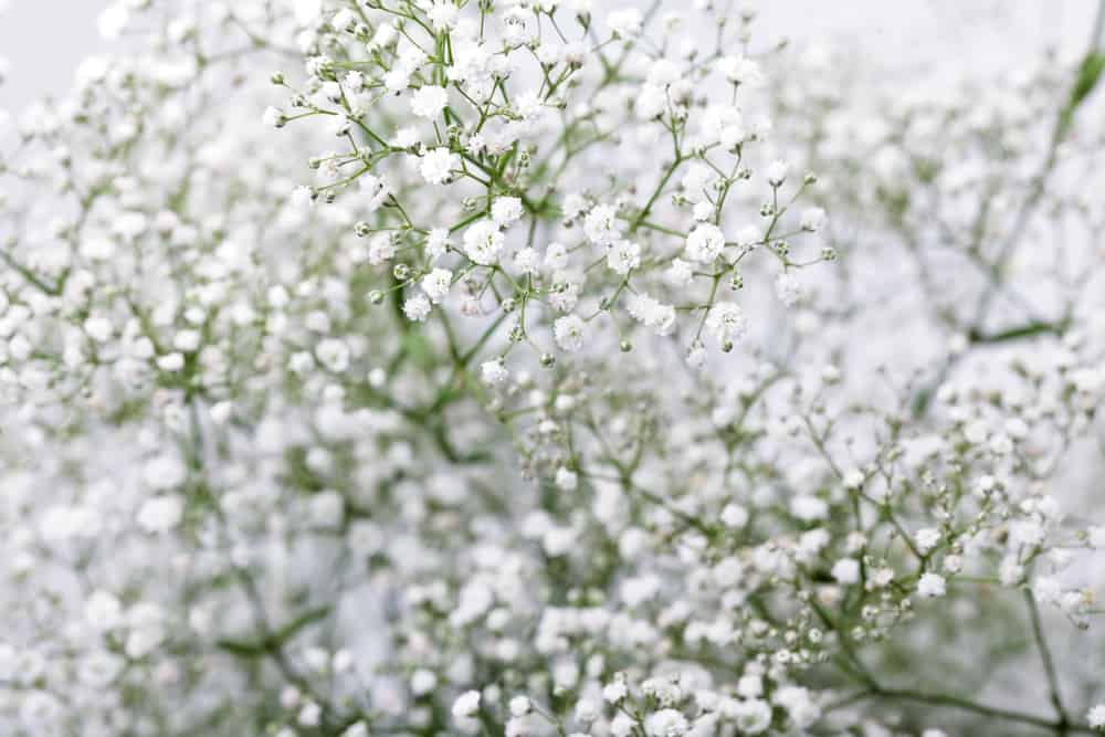 What Are "Filler Flowers" & Why Are They Important in Floral Designs ...