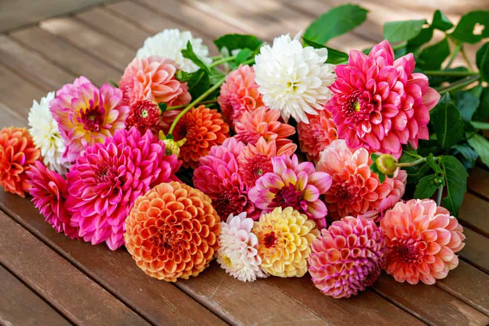 Elevate Date Night at Home Effortlessly With Flowers - Cascade Floral ...